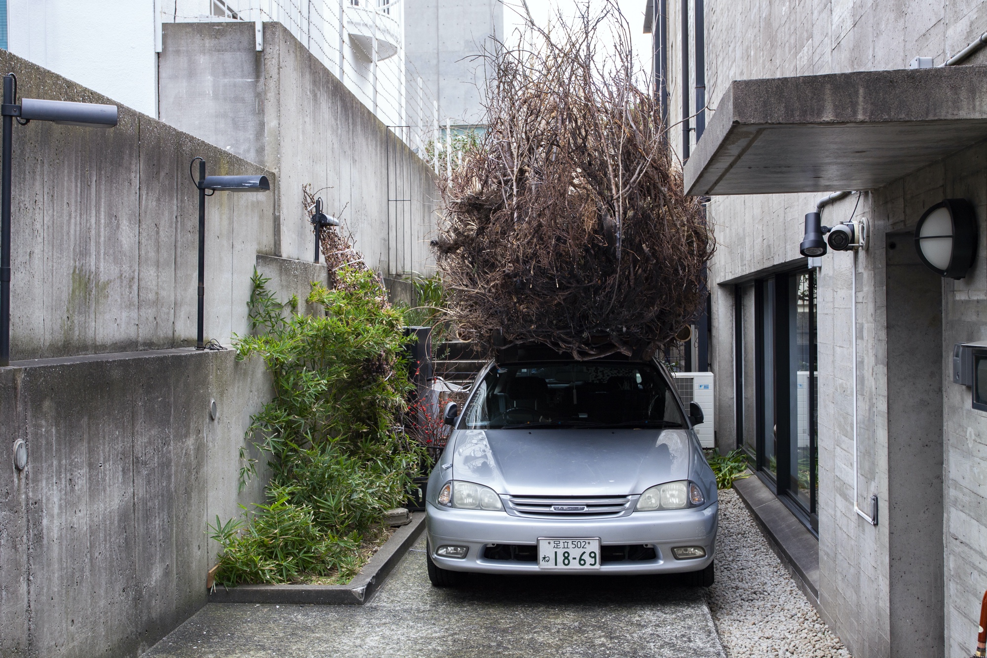 strange tree branches on a car will make you wonder, like forever ...